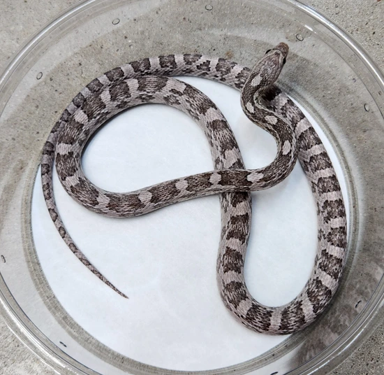 Charcoal Masque Corn Snake by Urban Croc Hunter