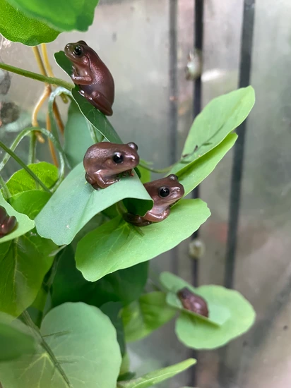 Plum/Melanistic Whites Treefrogs White's Tree Frog by Urban Fauna Reptiles