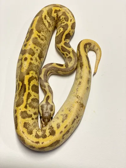 Super Pastel Leopard Od Ball Python by Bryce Uylaki