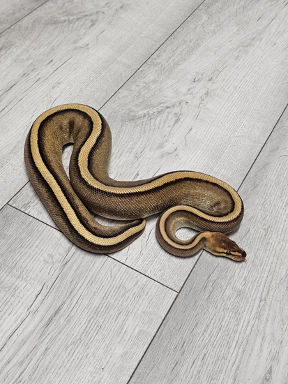 Yellow Belly Genetic Stripe Het Clown Ball Python by Morphloxx
