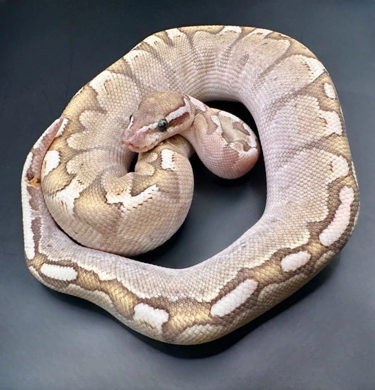Bamboo GHI Fire (Paradox) Ball Python by Valhalla Bound Serpents