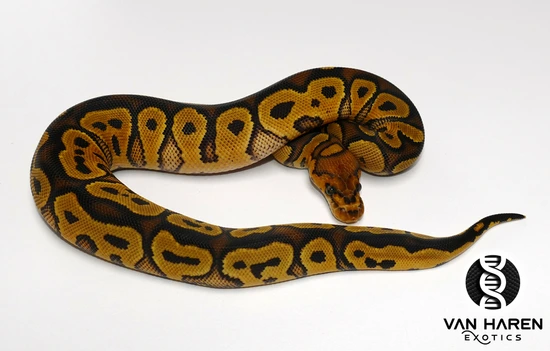 Yellowbelly Clown Ball Python by Van Haren Exotics