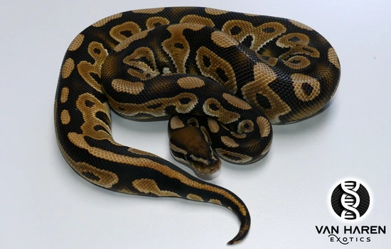 Cinnamon Triple Het. Amur / Cryptic - Desert Ghost - Hypo Ball Python ...
