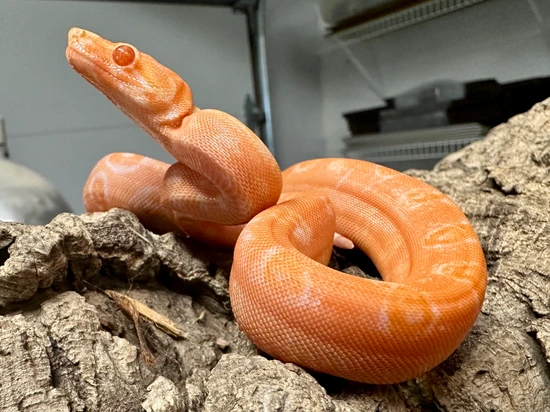 Lipstick Line Sunglow Leopard Boa Constrictor by VR Reptiles