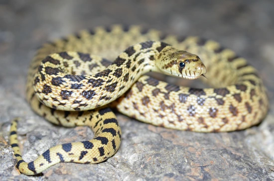 PET ONLY Multi-het Whiteside/albino/hypo, PH Patternless Bullsnake by ...