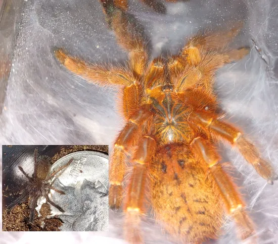 P. Murinus Rcf Tarantula by Webbed Obsessions
