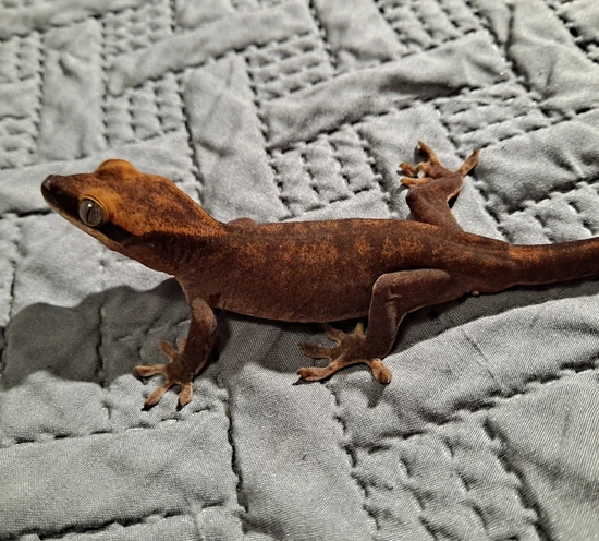 Patternless Sarasinorum Gecko More Gecko by Various Lizards