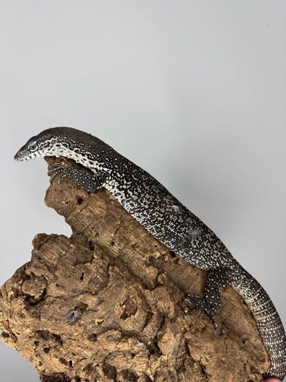 RTB White Spotted Tree Monitor (V. Similis) Other Monitor by VARIUS