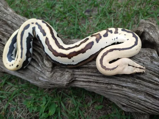 Goldeneye Blood Python by Victor La Luz Reptiles