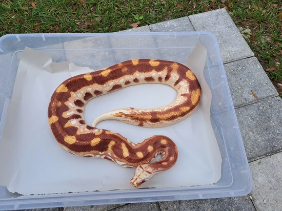 T-Negative Albino Blood Python by Victor La Luz Reptiles