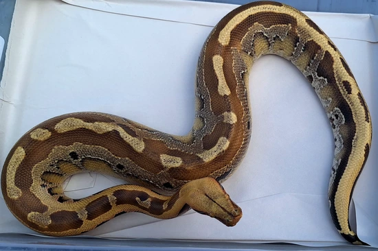 Pet Only Borneo Borneo Short-Tailed Python by Victor La Luz Reptiles