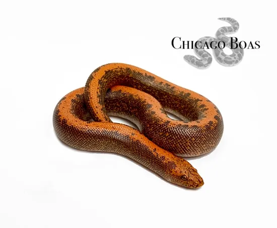 Normal Stripe Het Anery Kenyan Sand Boa by Chicago Boas