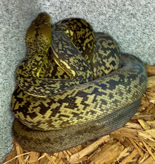 Pair Of Timor Pythons 🔥🔥 by Crutchfield Farms