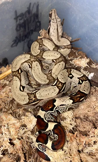 Pair Of CBB Peruvian BCC True Red-Tailed Boa Constrictor by Crutchfield ...