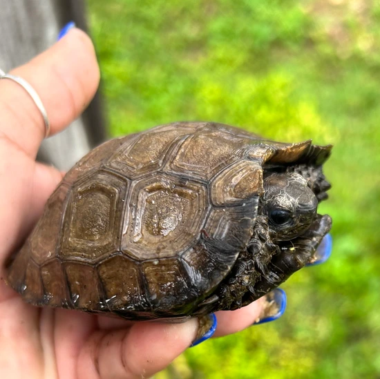Burmese Black Mountain Tortoise More Tortoise by Crutchfield Farms