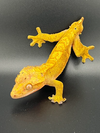 Yellow Harlequin Male Crested Gecko (Correlophus Ciliatus) by Coastside ...