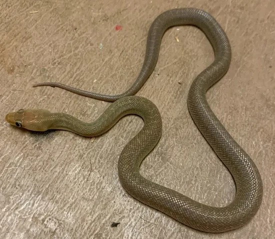 Baja Ratsnake (Bogertophis Rosaliae) Other Rat Snake by Desert Okie ...