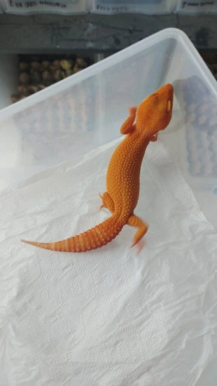 Red Devil Leopard Gecko by Venom_Geckos eublepharis