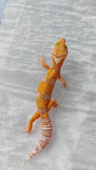 Ms Rainwater Poss Het Bae Leopard Gecko by Venom_Geckos eublepharis