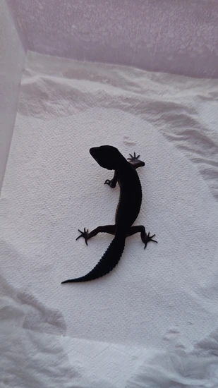 Black Night Solid Leopard Gecko by Venom_Geckos eublepharis