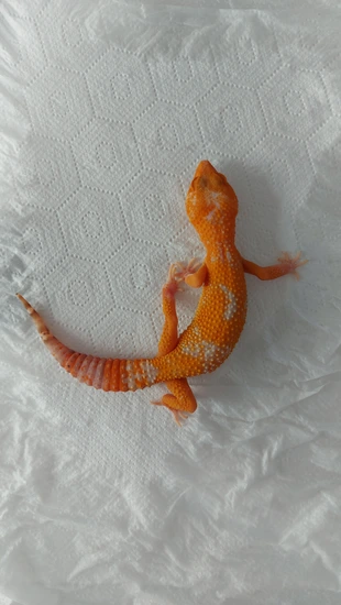 Devilstone Poss Het Eclipse Leopard Gecko by Venom_Geckos eublepharis
