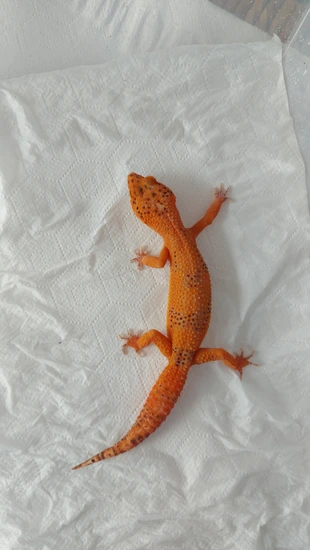 Devilstone Poss Het Eclipse Leopard Gecko by Venom_Geckos eublepharis