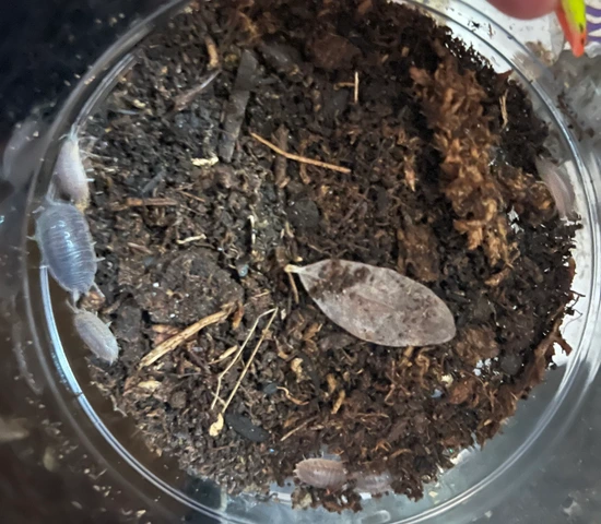 Giant Canyon Isopods And Temperate White Springtails (Over 60 Cleaners ...