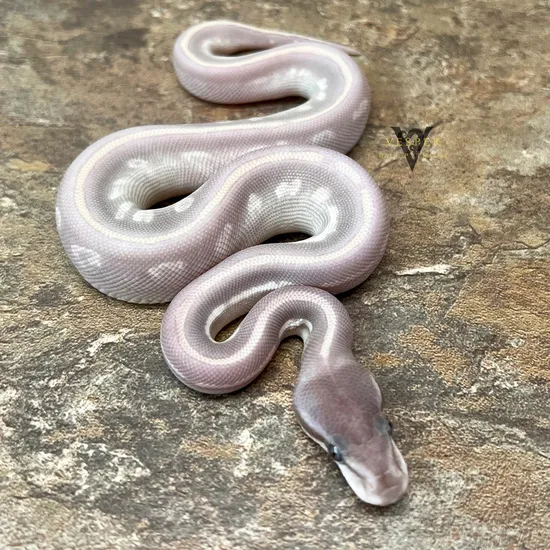 Purple Passion Blue Eyed Lucy Ball Python by Vesper Ball Pythons