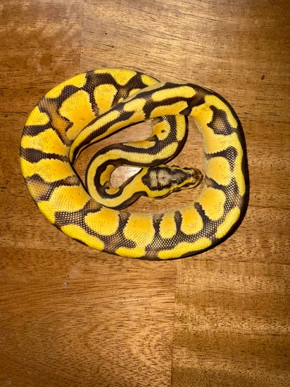 Yellow Belly Pastel Enchi Ball Python by Veteran Reptile Bunker