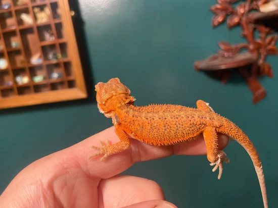 Red Hypo Translucent Female Central Bearded Dragon by Michigan Dragons LLC