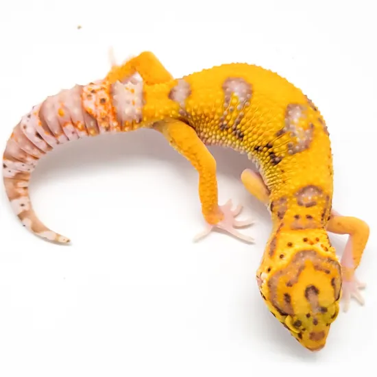Super Giant Blood Bell Snake Eye Radar Leopard Gecko by Kalico Gecko