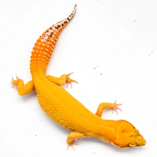 Super Giant Blood Bell Radar Leopard Gecko by Kalico Gecko