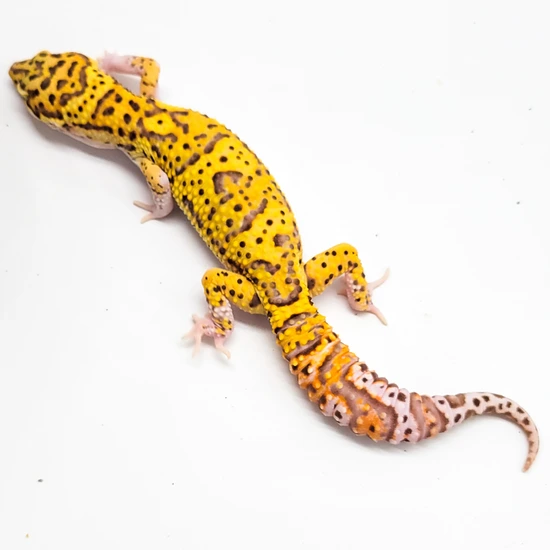 Super Giant Bleeding Snow Radar Bell Leopard Gecko by Kalico Gecko