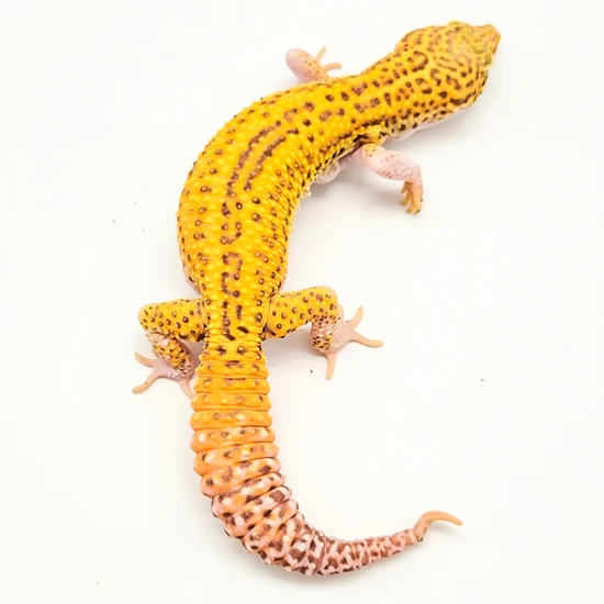 Super Giant Bleeding Snow Radar Bell Leopard Gecko by Kalico Gecko