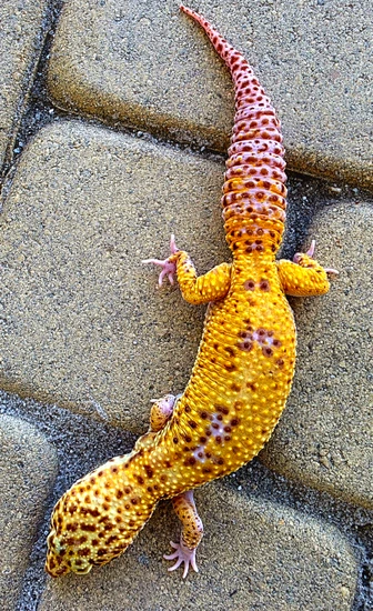 Super Giant Blood Bell Radar Leopard Gecko by Kalico Gecko