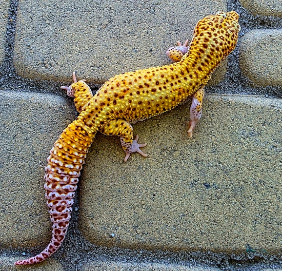 Super Giant Blood Bell Radar Leopard Gecko by Kalico Gecko