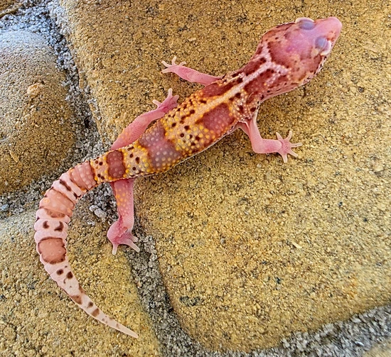 Super Giant Bleeding Snow Bell Radar Ts Leopard Gecko by Kalico Gecko