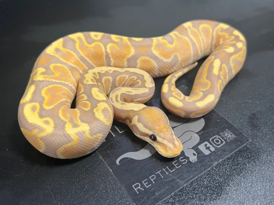 Banana GHI Ball Python by Villarino reptiles