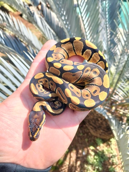 Dh Dg Tri Stripe Ball Python by GSR