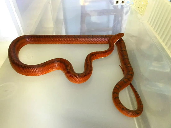 Breeder Male Low Expression Bloodred Corn Snake by Vinny Ritchie Reptiles