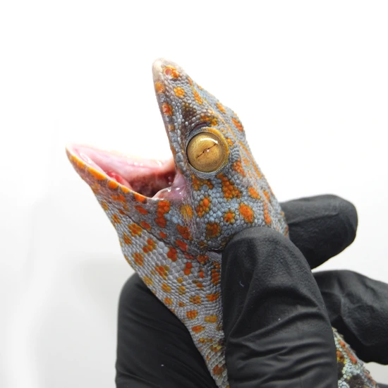Blue Granite 031 Tokay Gecko (Gekko Gecko) by Viperia