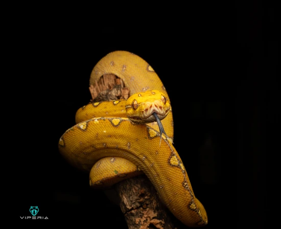 Manokwari Red Green Tree Python by Viperia Exotics