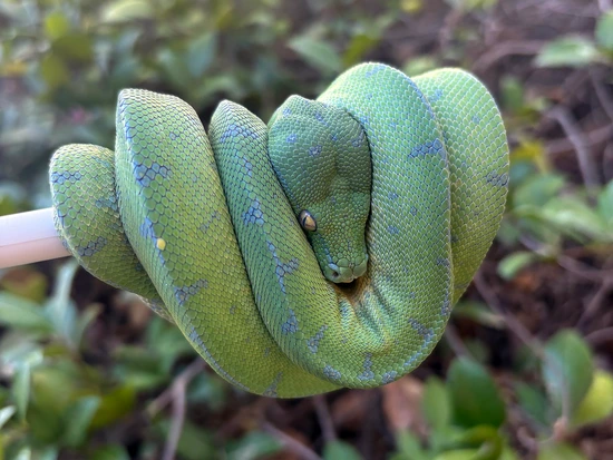 2023 USCBB Pure Manokwari Female Green Tree Python by ViridisPython.com