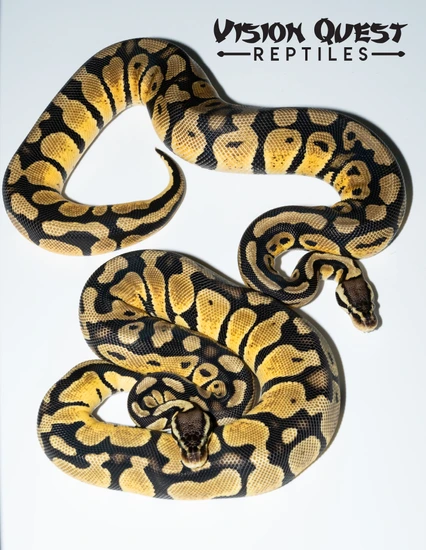 Pair Of Pastel Possible Orange Dream Triple Het Ultramel Desert Ghost ...