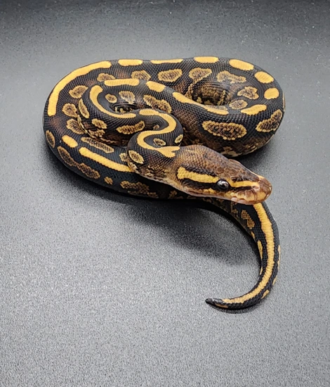 Copper YB 50% Het Pied Ball Python by IV Pythons