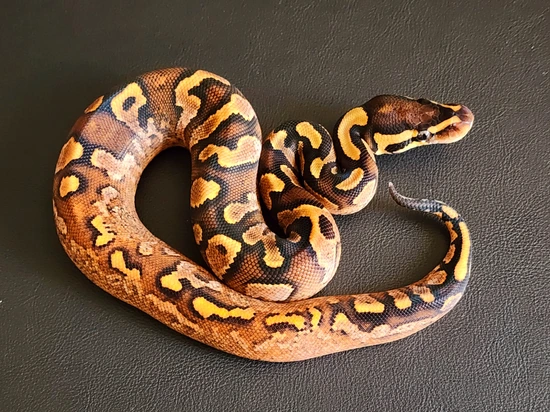 Copper YB Calico Pos Het Pied Ball Python by IV Pythons
