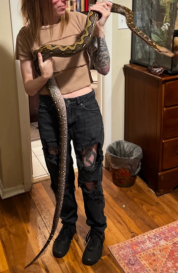 Super Dwarf 50% Kayuadi Het Albino Reticulated Python by Kawaii Scale ...