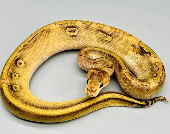 Champagne Het Clown Ball Python by VGM ROYALS