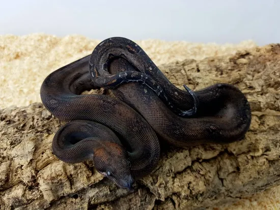 Leopard Het Albinos Lipstick Line Boa Constrictor by Treptiles
