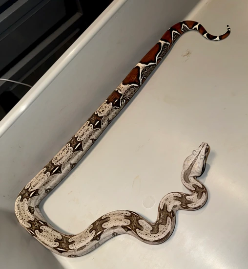 2021 Guyana - Silver True Red-Tailed Boa Constrictor by Majestic Reptiles